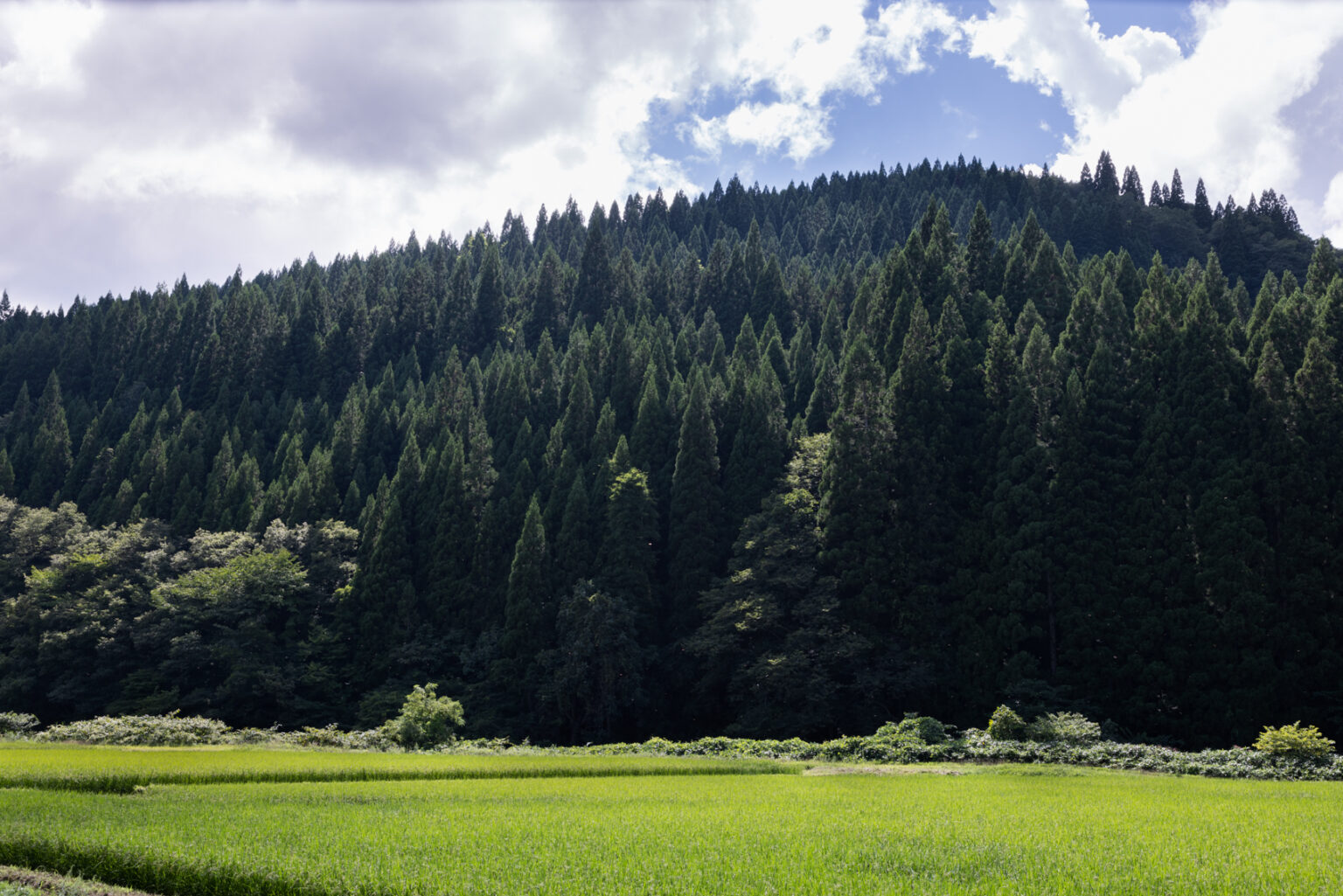 MIDORI - GILIGILI